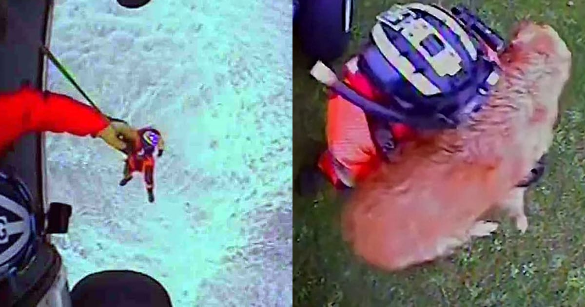 Coast Guard airmen rescue dog who fell from 300-foot cliff — watch the ...
