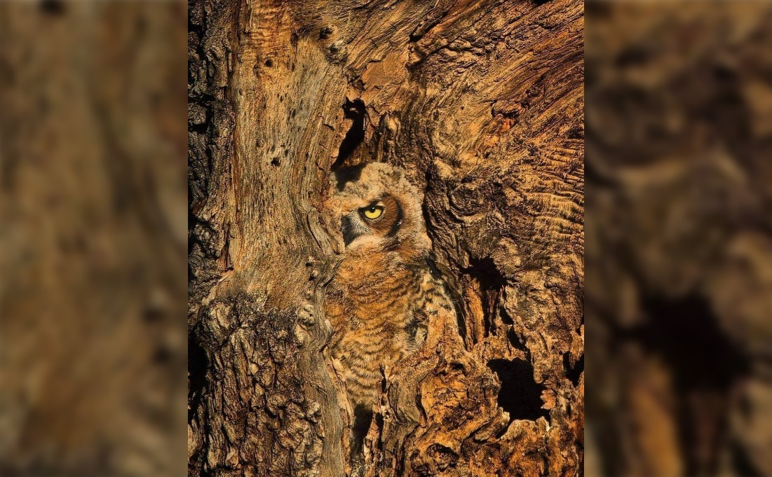 Master of Disguise: Unmasking the Camouflage of the Great Horned Owl ...