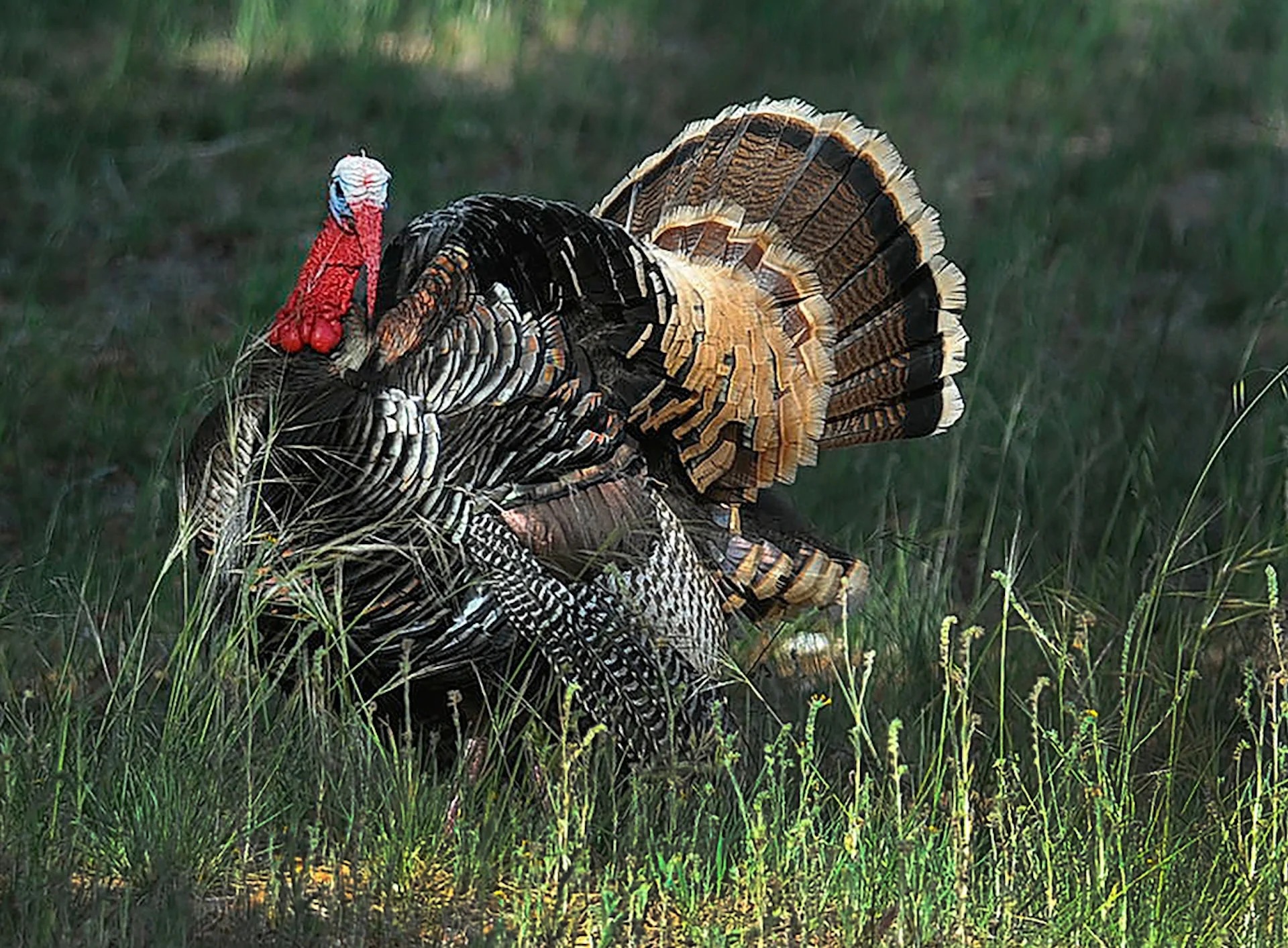 Wild turkey population is declining rapidly, puzzling scientists: ‘It ...