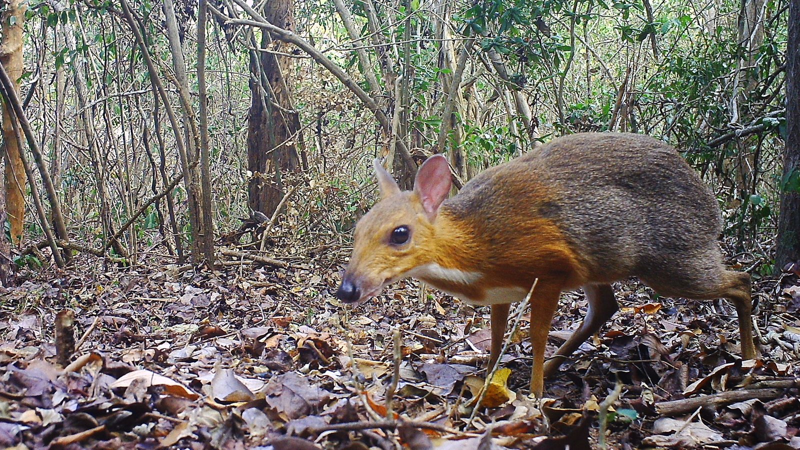 This Elusive Creature Wasn’t Seen for Nearly 30 Years. Then It Appeared ...