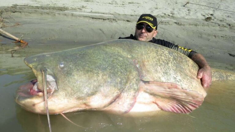 The Enigmatic Wels: Europe’s Giant of the Deep - Hasan Jasim