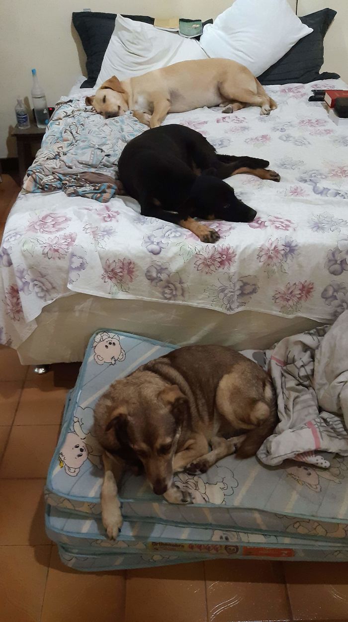 This Brazilian Priest Takes Stray Dogs Off the Streets To Get Them ...