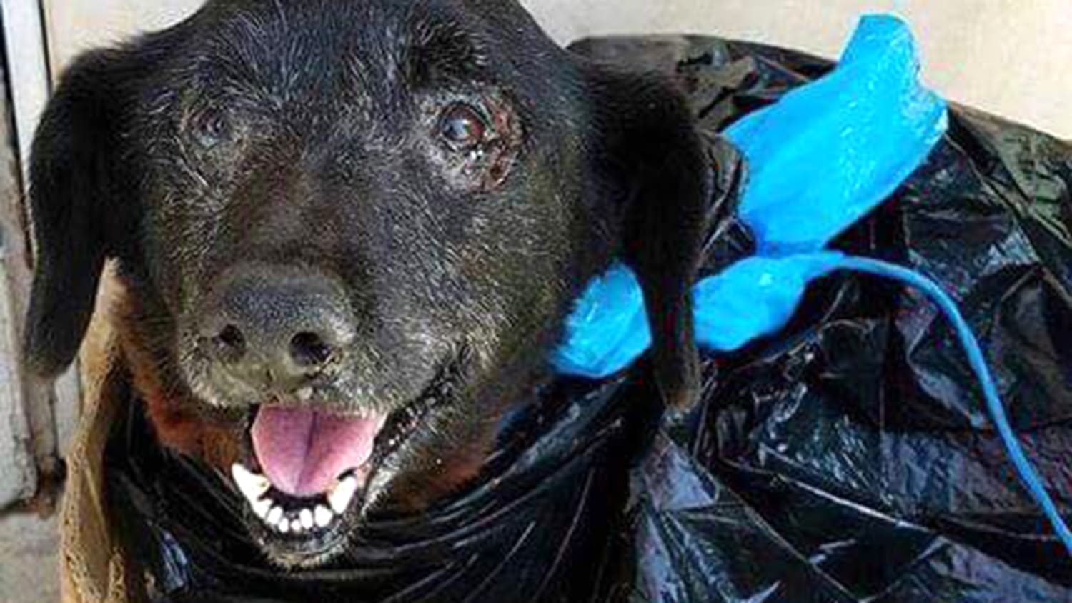 Old dog is found in trash bag – then a woman looks in her eyes and sees ...
