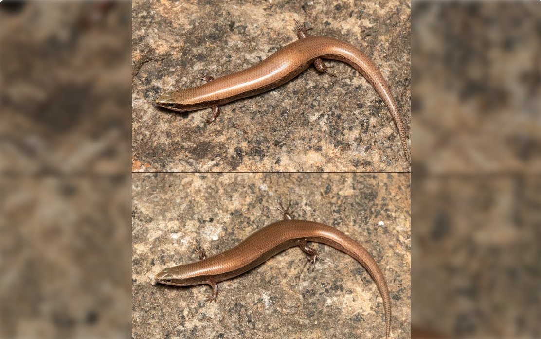 Pregnant creature — with ‘trapezoidal’ nostrils — found in India. It’s ...