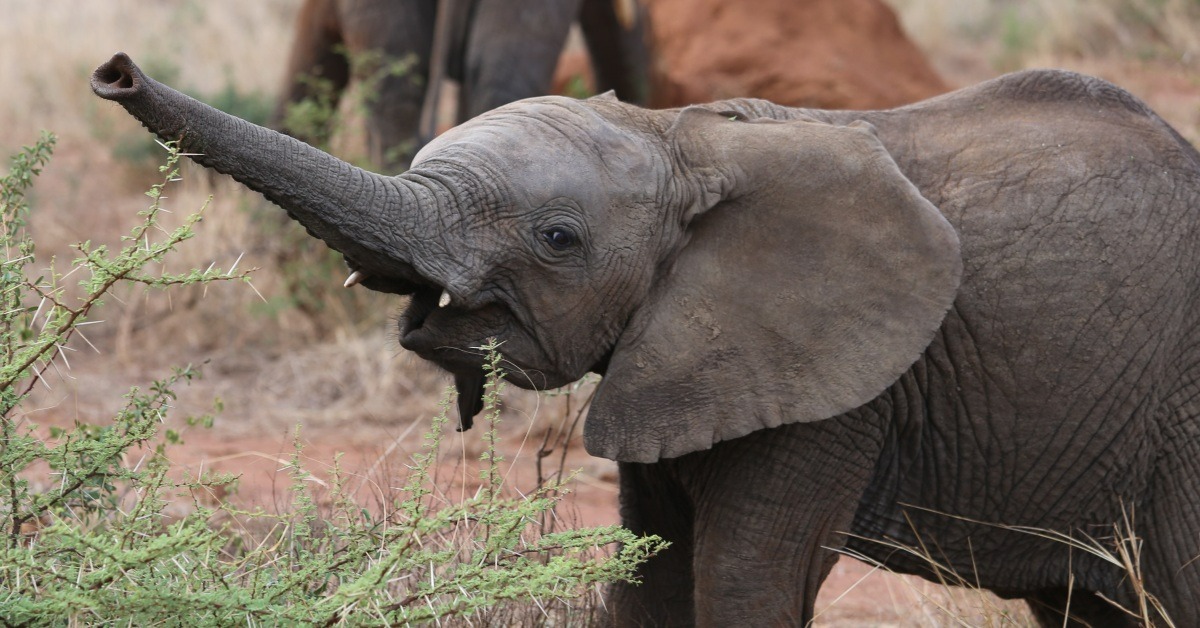 Elephants Call Each Other By Names, New Study Says – The First Non ...
