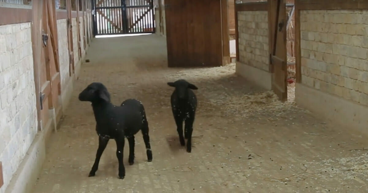 Lamb reunites with its mother after being saved from slaughter - Hasan ...