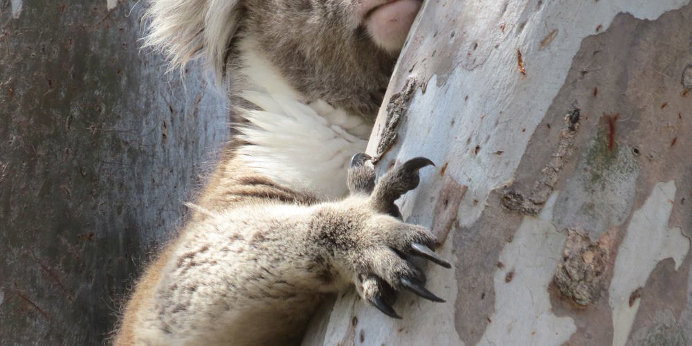 Unveiling the Formidable Claws of Koalas: Essential Tools for Tree ...