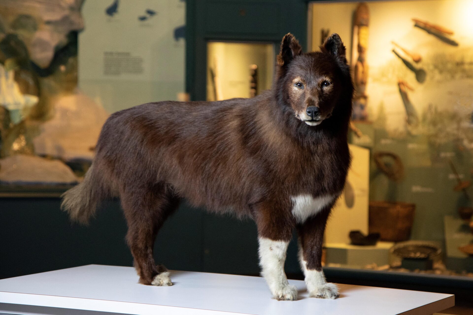 Beyond the Blizzard: The Enduring Legacy of Balto, the Hero Dog on ...