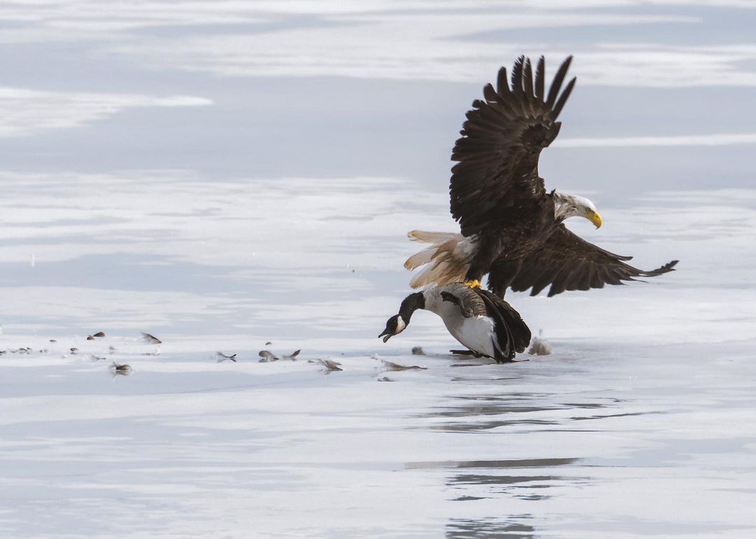 Epic Showdown: Photographer Captures Golden Eagle vs. Goose Battle in ...