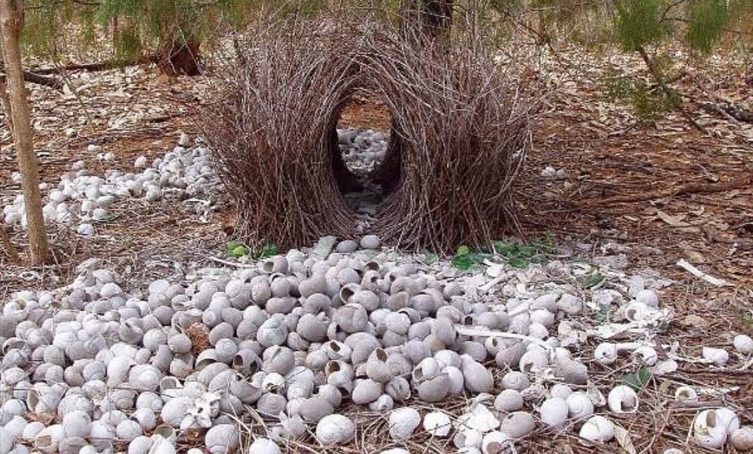 The Enchanting Architects of Love: Bowerbirds and Their Dazzling ...