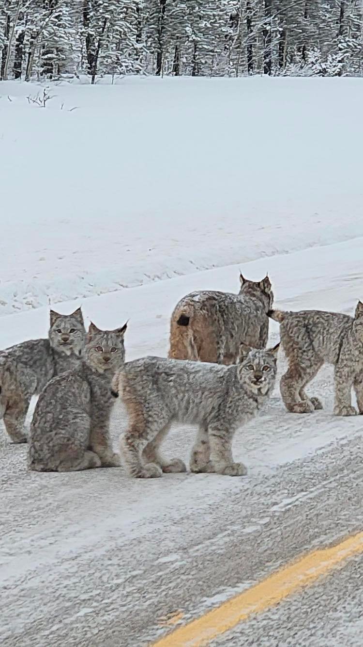 A family of Lynx making their way in Hay River, Northwest Territories ...