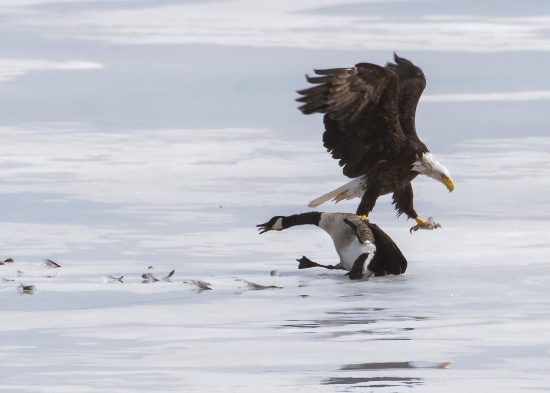 Epic Showdown: Photographer Captures Golden Eagle vs. Goose Battle in ...