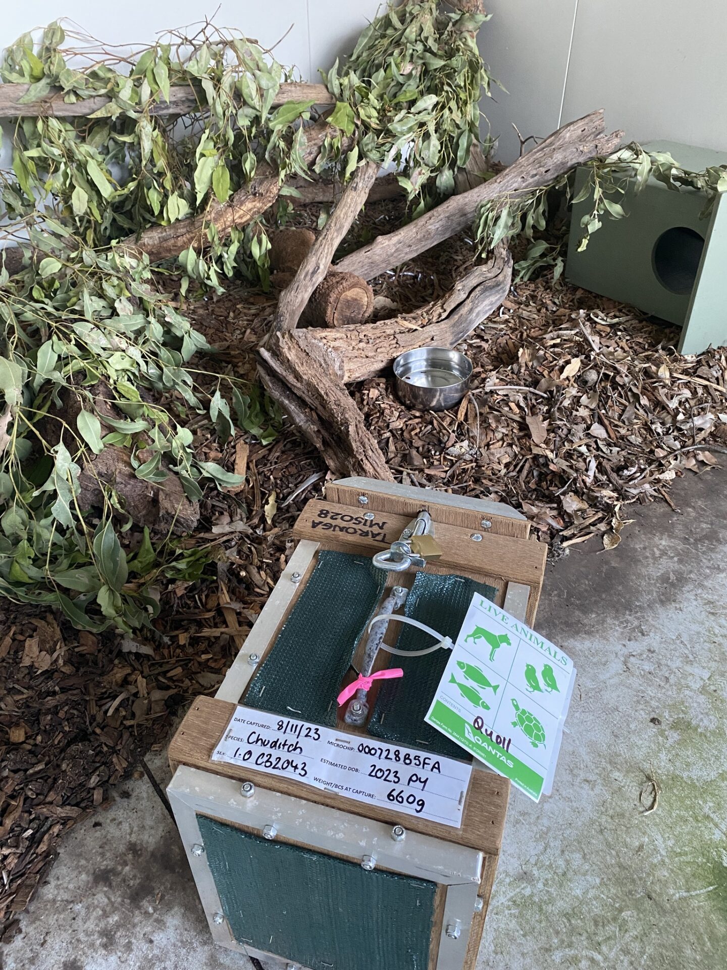 Gang finds unusually spiky creatures in nest – takes a closer look and ...