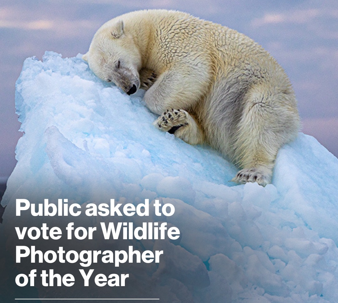 Dreamy Portrait of Sleepy Polar Bear Wins Wildlife Photographer of the ...