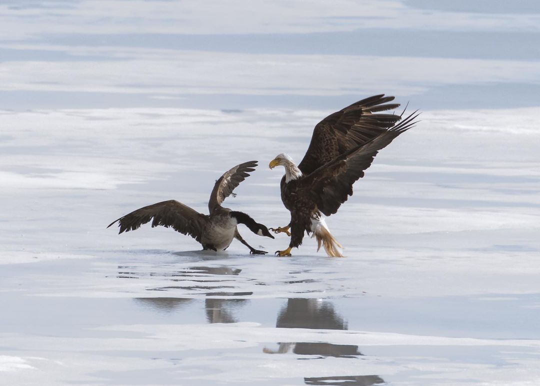 Epic Showdown: Photographer Captures Golden Eagle vs. Goose Battle in ...