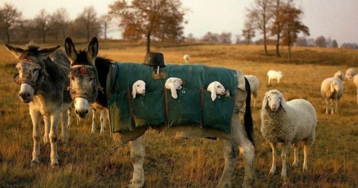 The Heartwarming World of Donkey Nannies: A Shepherd’s Secret Weapon ...