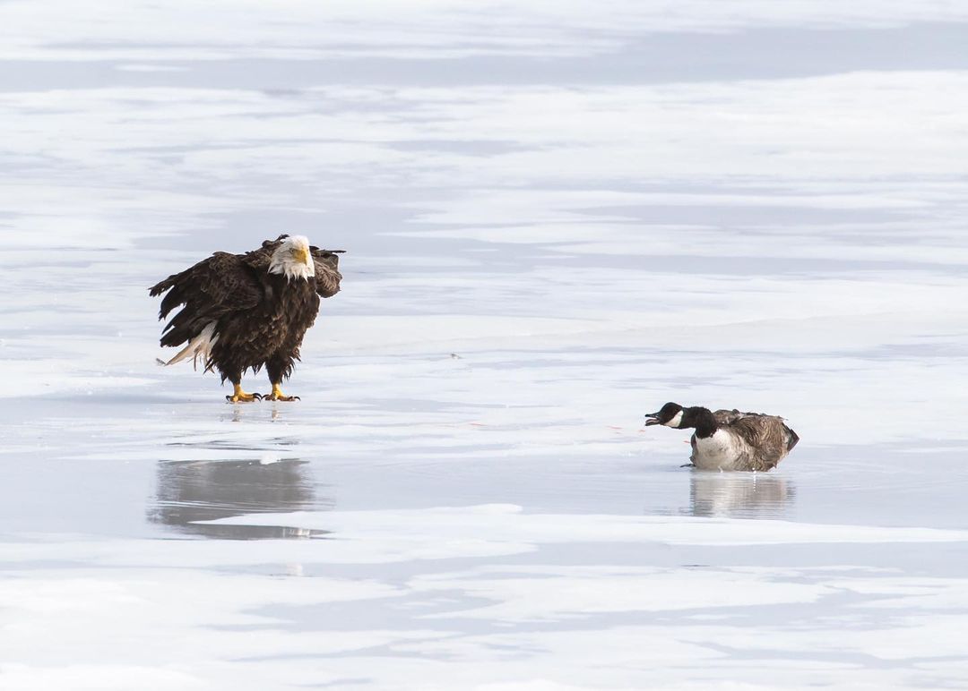 Epic Showdown: Photographer Captures Golden Eagle vs. Goose Battle in ...