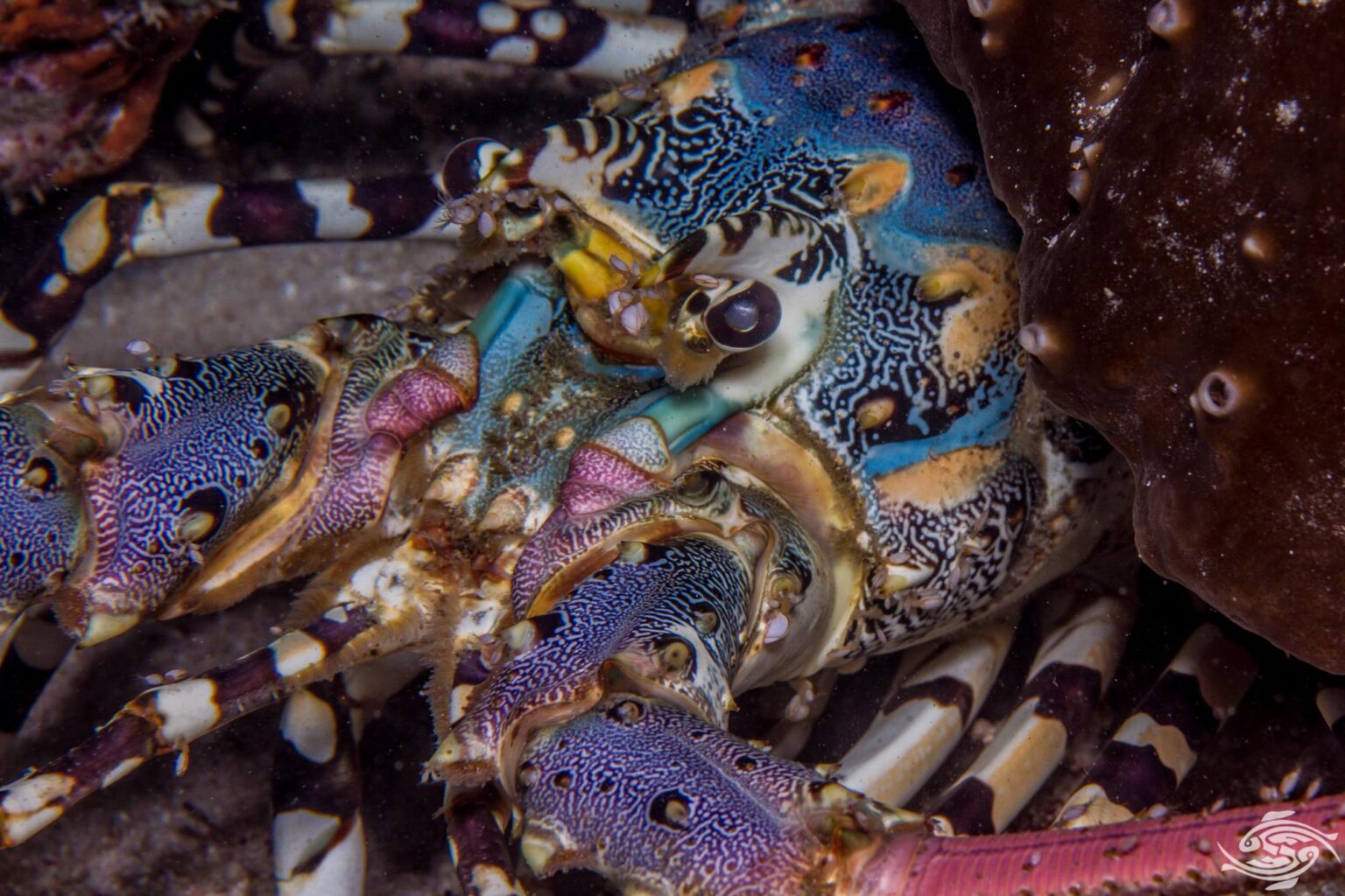 Rainbow Lobster: The Mysterious Migration of the Tropical Rock Lobster ...