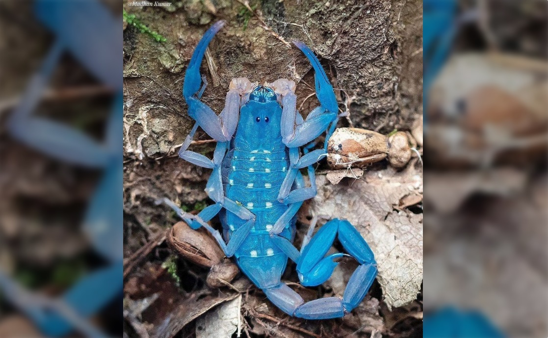Hope From the Sting: Cuban Blue Scorpion Holds Promise for Cancer ...