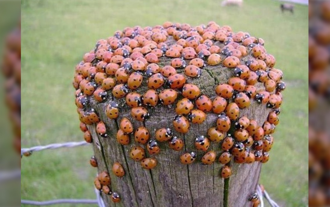 A Loveliness of Luck: Why Ladybugs Bring Smiles and Blessings - Hasan Jasim