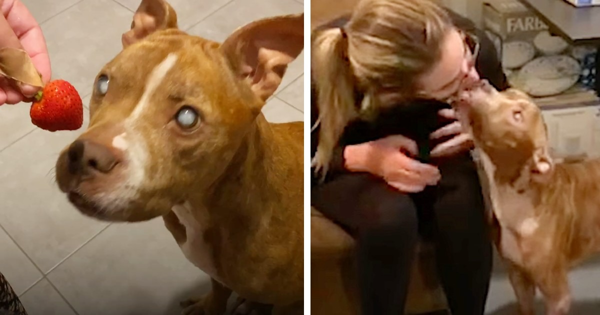 Blind pit bull regain her eyesight and sees her beloved foster parents ...
