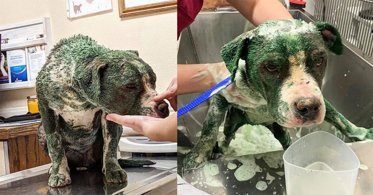Pitbull was found covered in toxic green paint, chemical burns — rescue ...