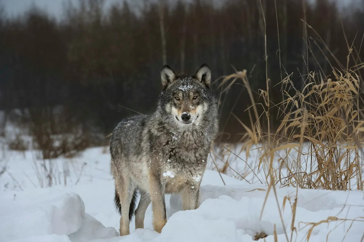 Chernobyl's Mutant Wolves Have Evolved Anti-Cancer Abilities - Hasan Jasim