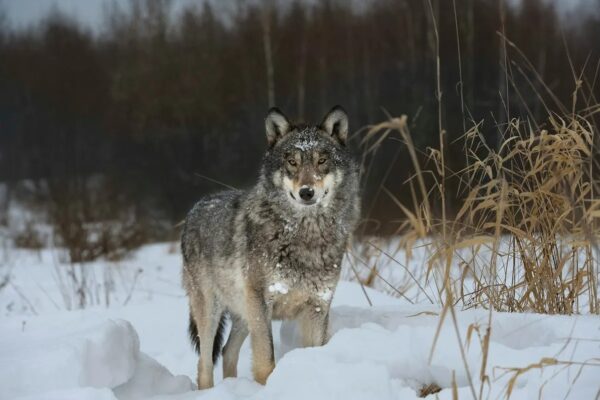 Chernobyl’s Mutant Wolves Have Evolved Anti-Cancer Abilities - Hasan Jasim