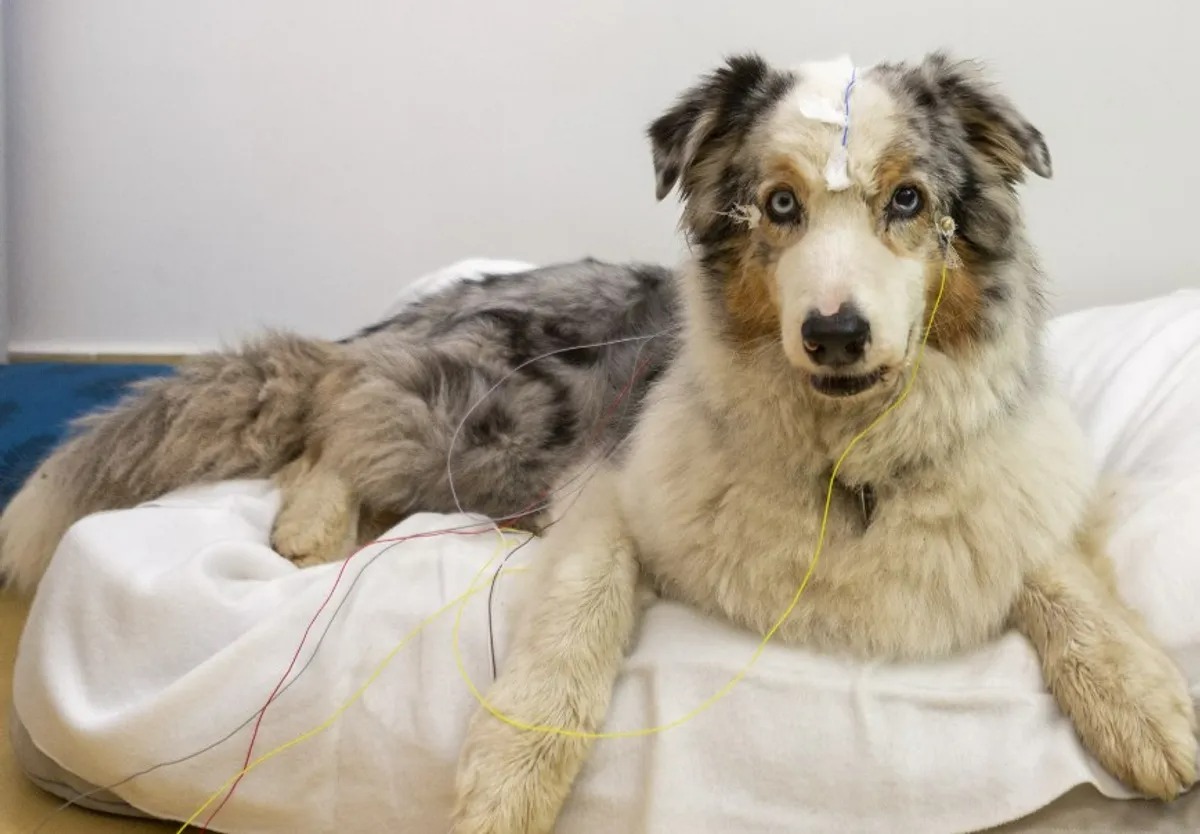 Dogs Can Understand Nouns And Link Words With Objects In Their Minds ...