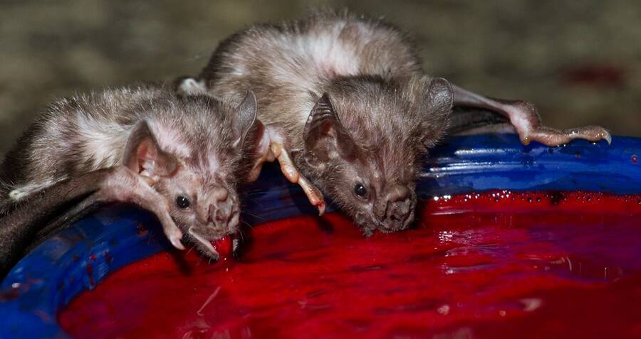 Vampire Bats “French Kiss” With Mouthfuls Of Blood To Deepen Social ...
