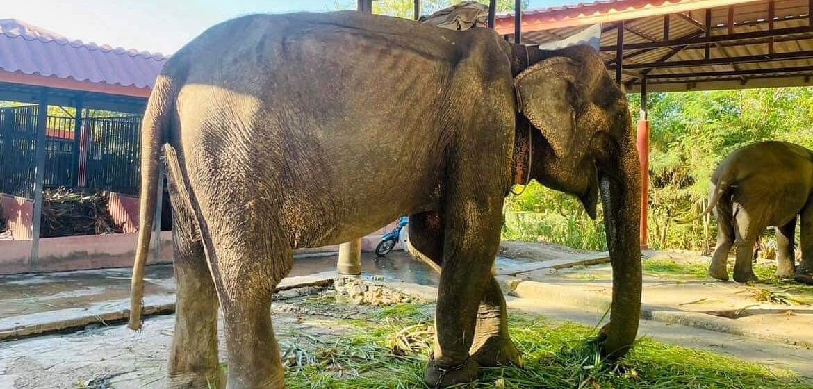 Elephant finally rescued after over 80 years in shackles – finally lays ...