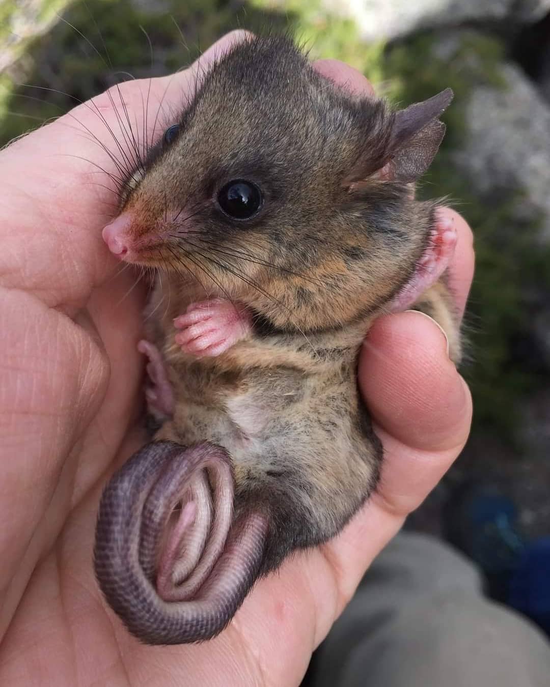 Researcher discovers tiny, ‘sleepy mouse’ – then realizes it’s someone ...