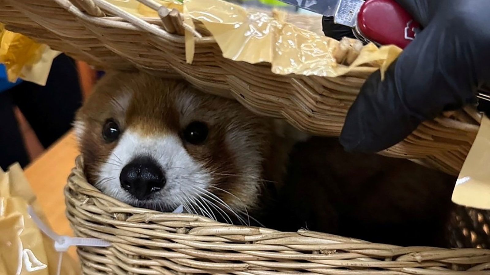Endangered red panda, 86 other animals found inside luggage at airport ...