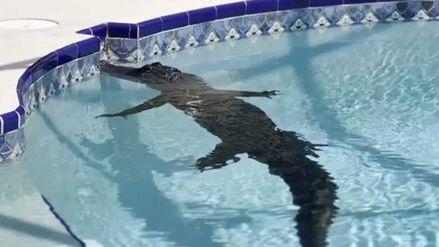 Whoops! My Pet Alligator Is Too Big For My Swimming Pool, What Should I ...
