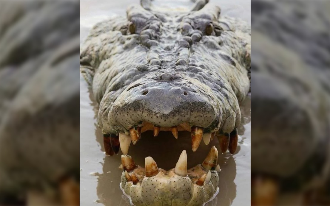 King of Teeth: The Saltwater Crocodile Is the Largest Crocodilian and ...