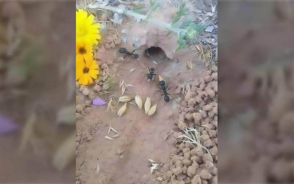 Ants’ Seed Storage Secret: A Mystery Solved? - Hasan Jasim