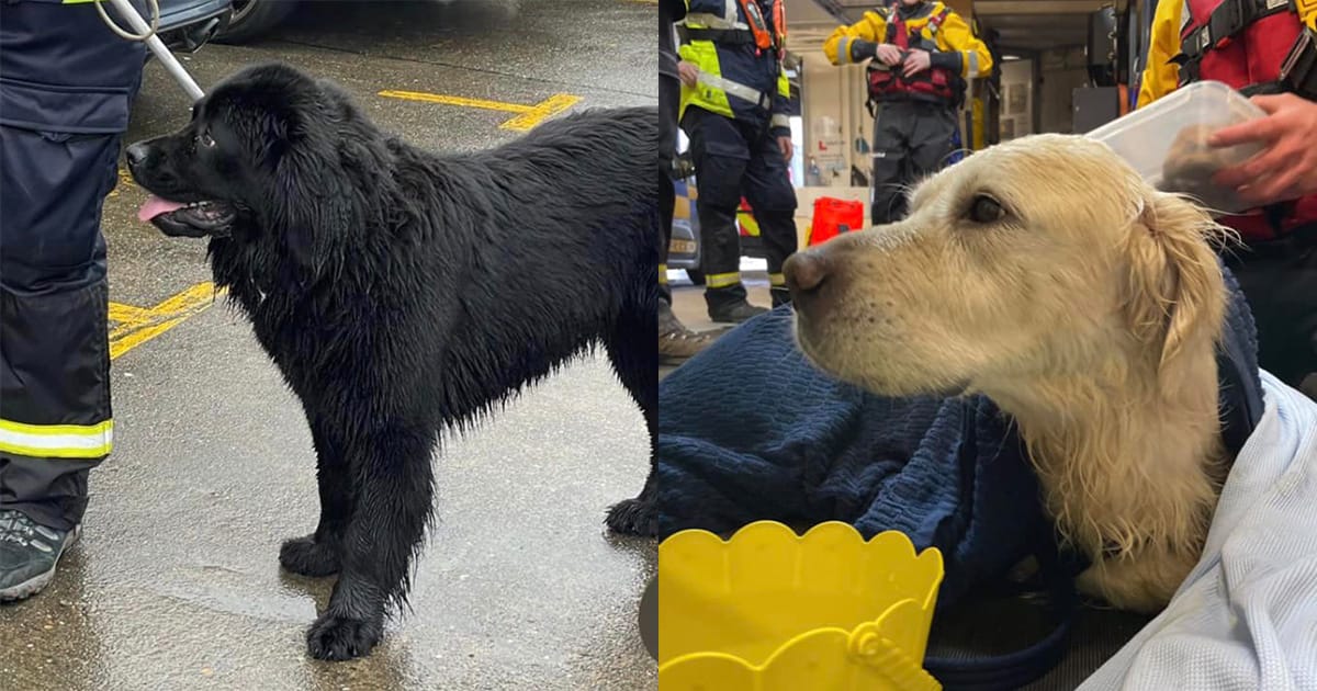 Dog raises alarm about friend trapped in the harbor, leading to life ...