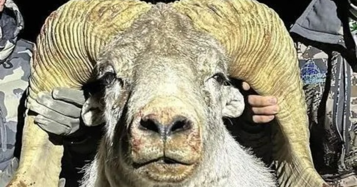 Farmer faces jail for breeding ‘massive mutant sheep’ - Hasan Jasim