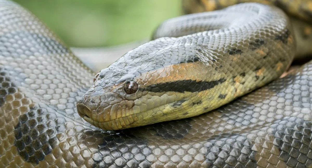 One Of World’s Biggest Snakes Found Dead In Amazon Just Weeks After Its ...