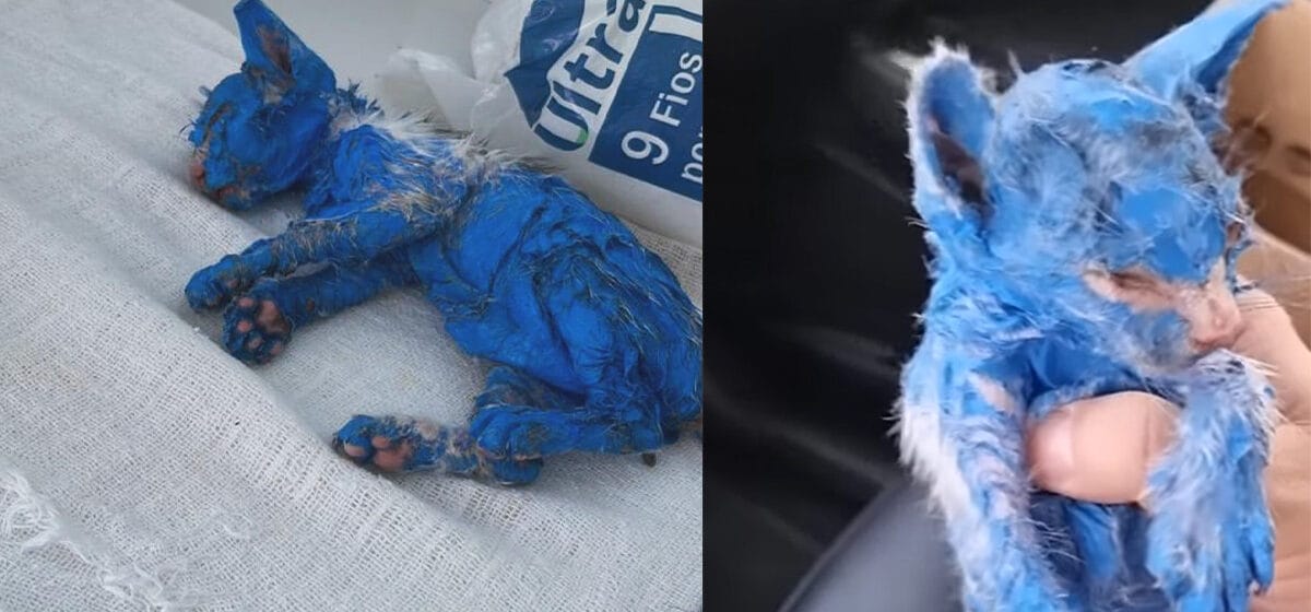 Kitten was dyed with toxic blue paint and left in the rain — rescuers ...