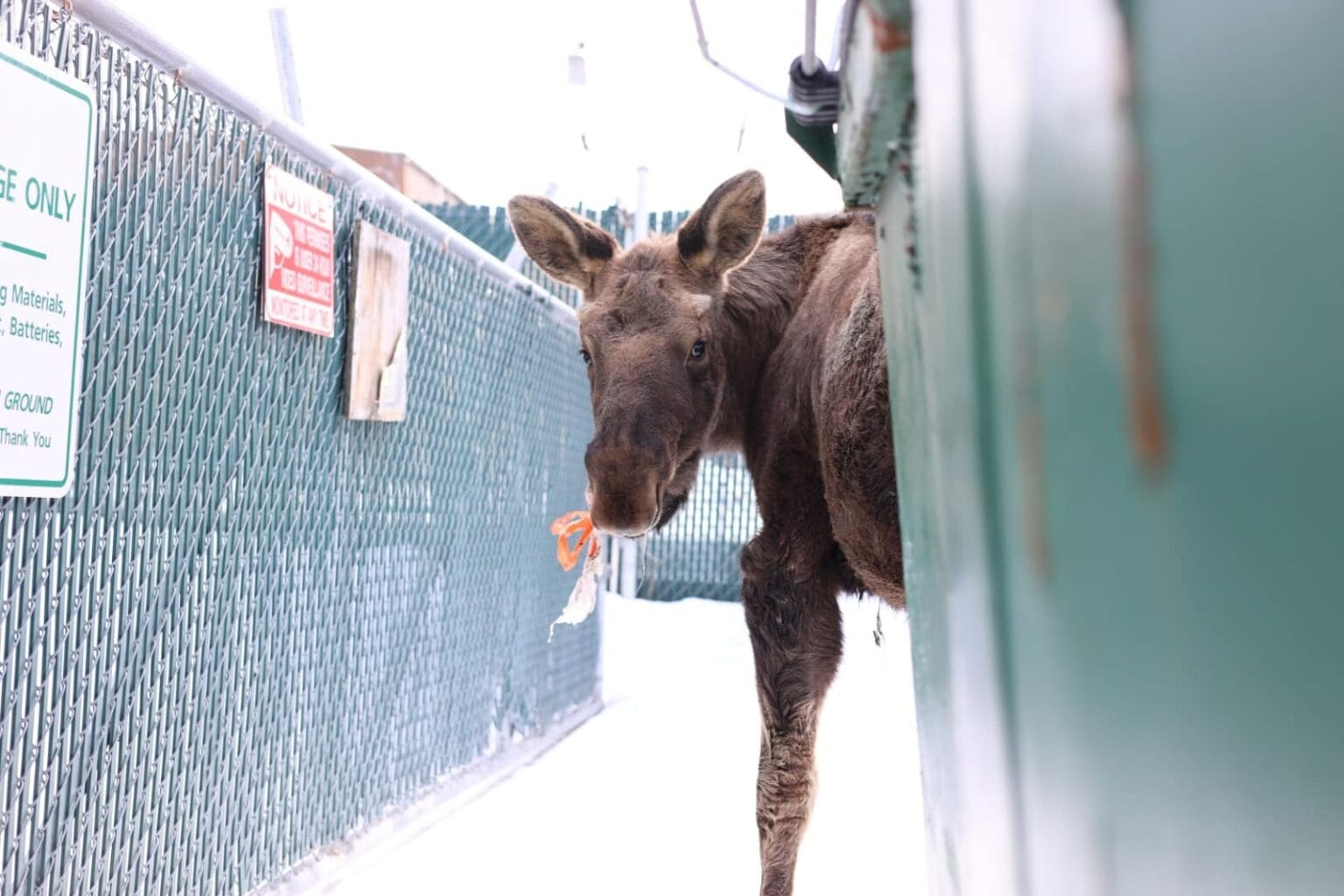 Man spots moose near dumpster, discovers unexpected object in his mouth ...