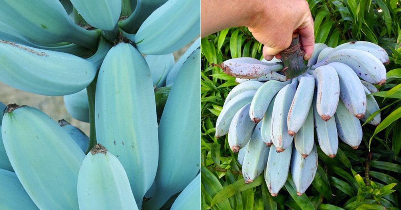 A Taste of Paradise: The Blue Java Banana - Hasan Jasim