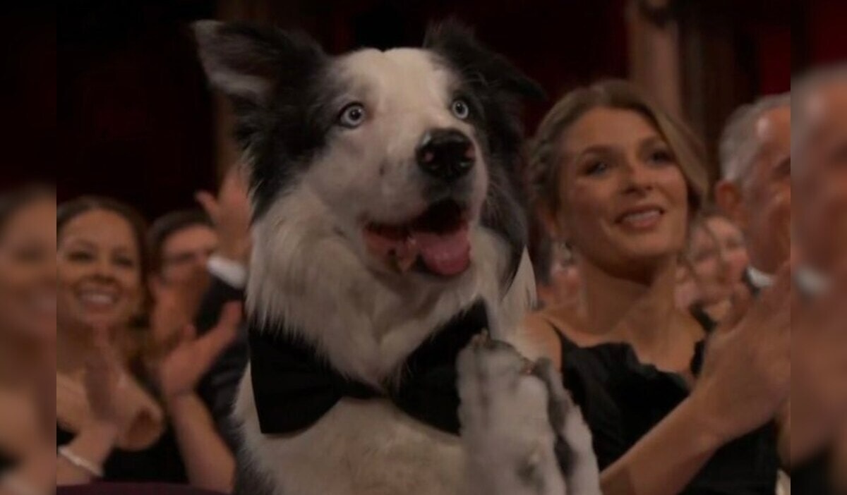 Meet Messi, dog star of “Anatomy of a Fall” who stole the show at last ...