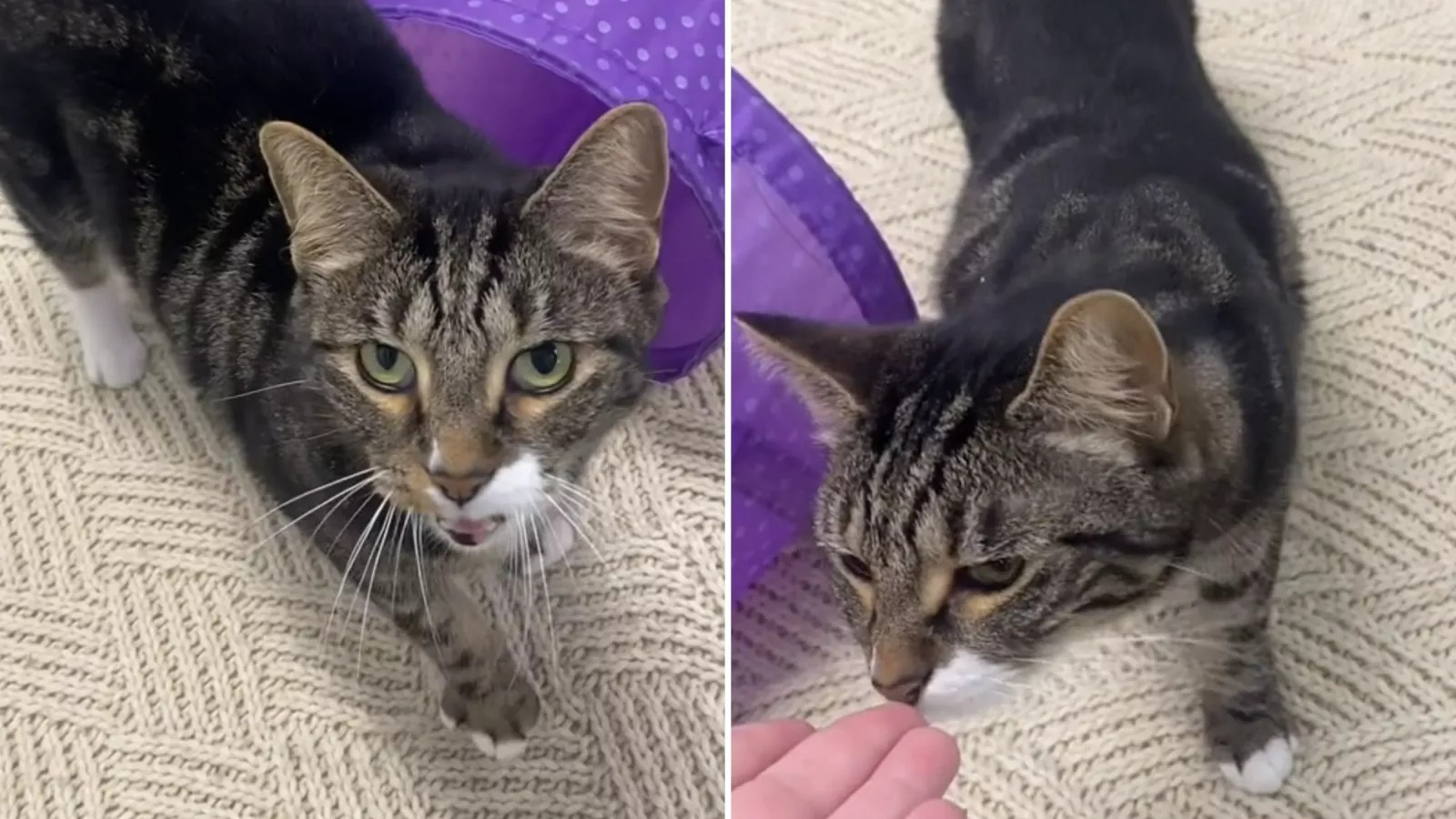 Cat was returned to shelter 4 days after finally getting adopted — but ...