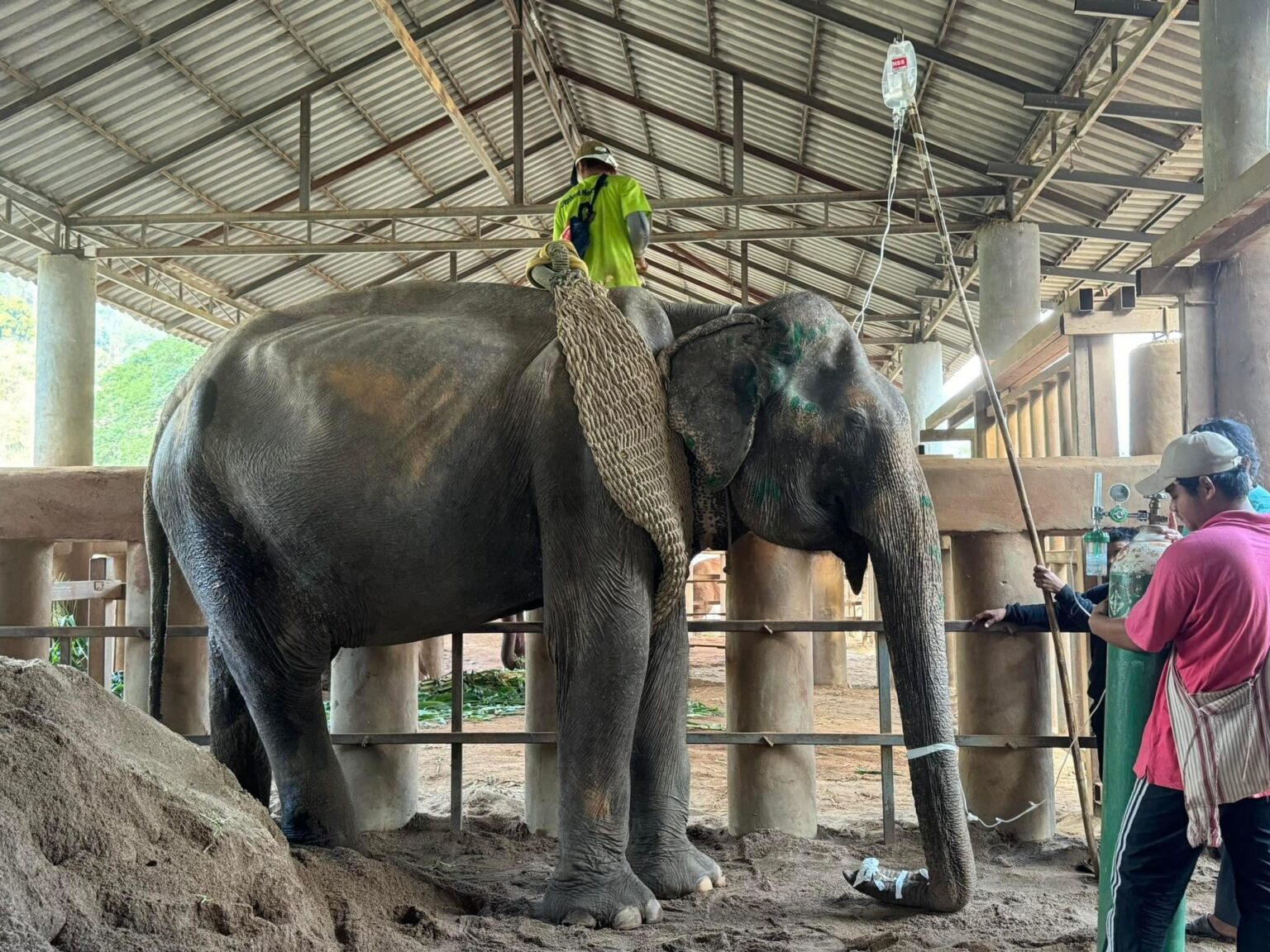 Elephant finally rescued after over 80 years in shackles – finally lays ...
