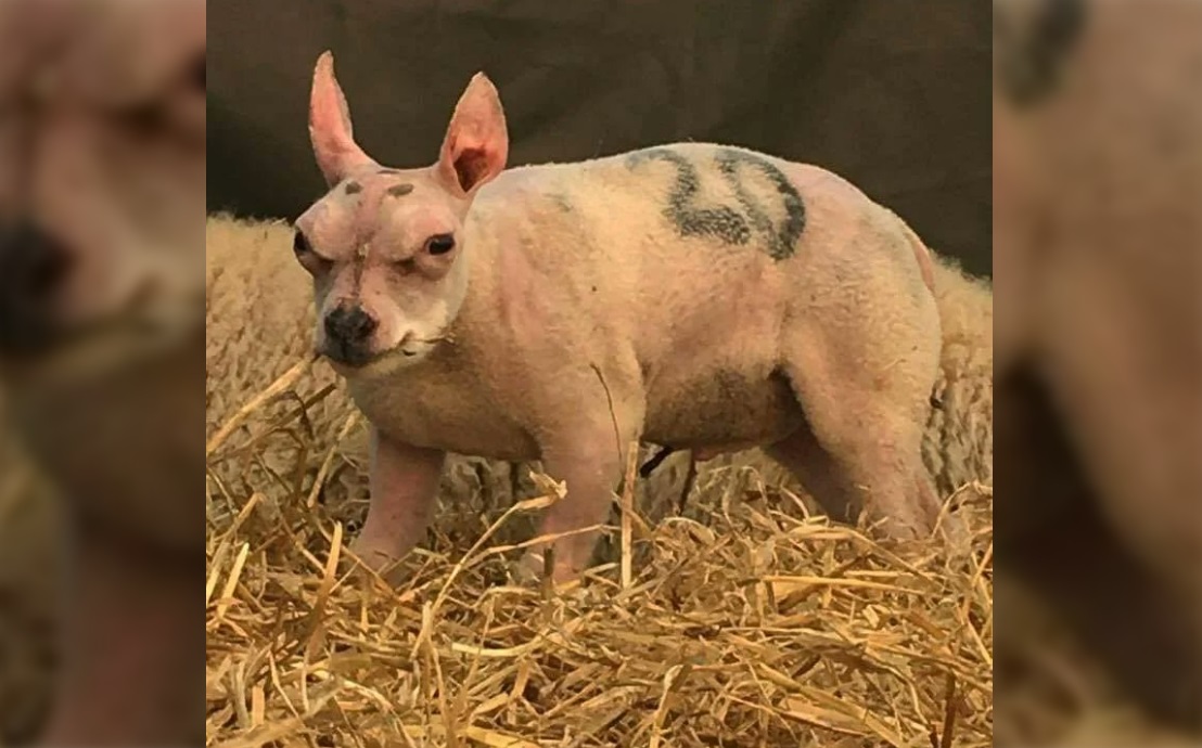 Have You Ever Seen Such an Animal? The Beltex Sheep - Hasan Jasim