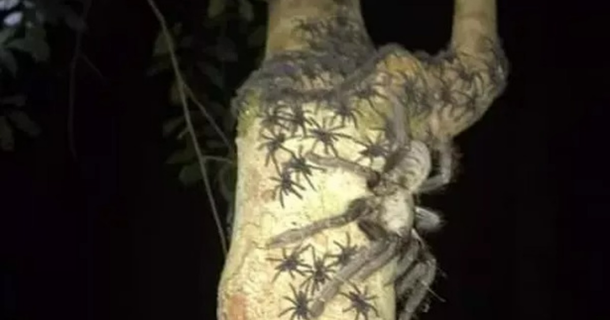 Giant and Protective: The Malaysian Earthtiger Tarantula with Young ...