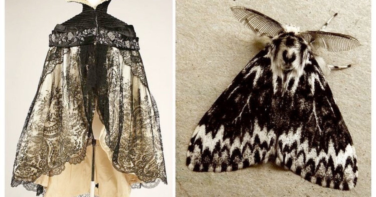 A Timeless Pairing: 1900s French Lace Meets the Black Arches Moth ...