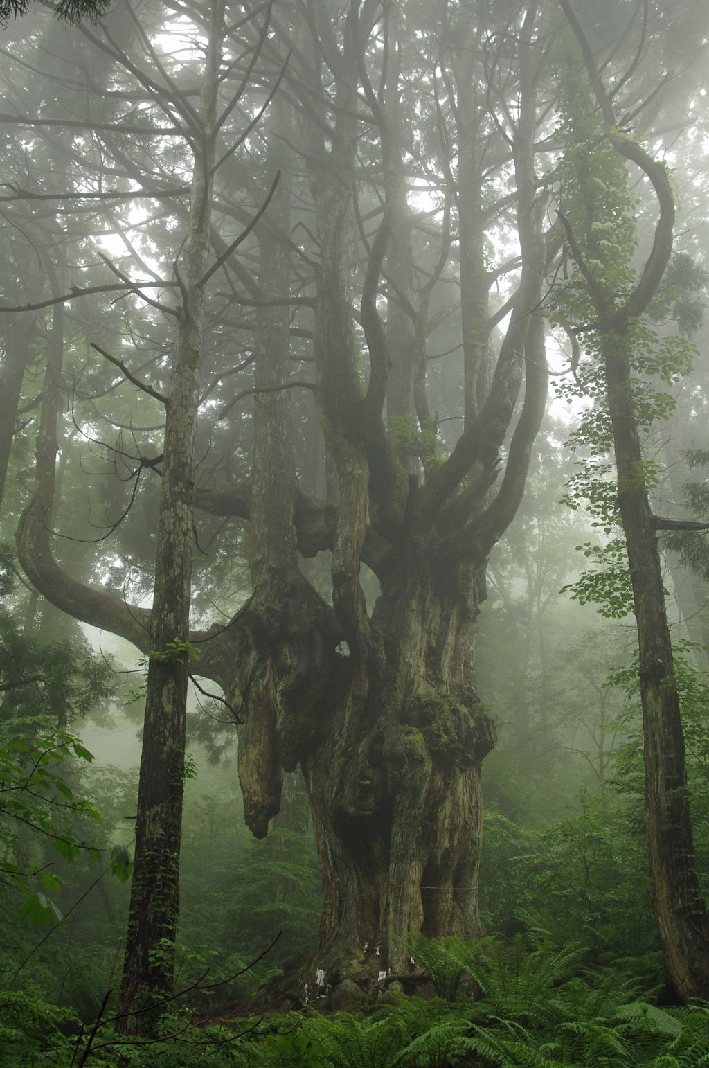 The Enchanting Chichi-sugi: An 800-Year-Old "Breast Tree" in Japan ...