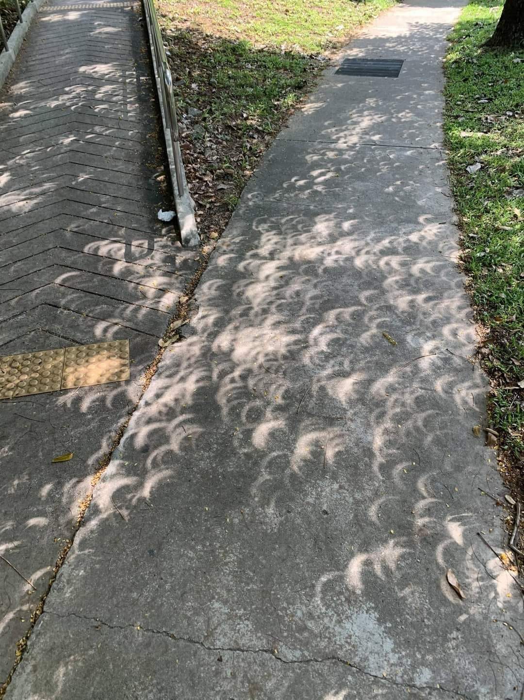 Tiny Shadows Reveal a Big Secret: How Leaves Turn into Eclipse ...